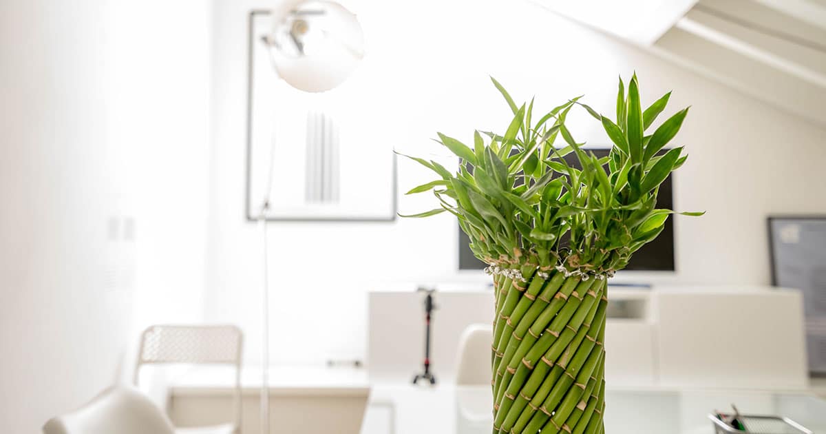 The SSA’s “Blue Book” of Medical Conditions for SSDI – Citizens ...